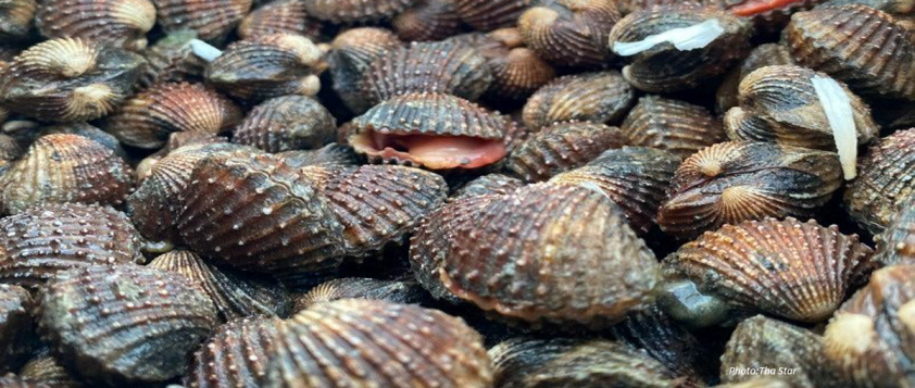 Malaysia sets two new records for cockle breeding Malaysia sets two new records for cockle breeding