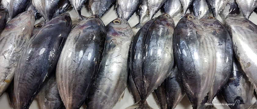 Skipjack Tuna Fished By Purse Seine In The Indian Ocean By Anabac ...