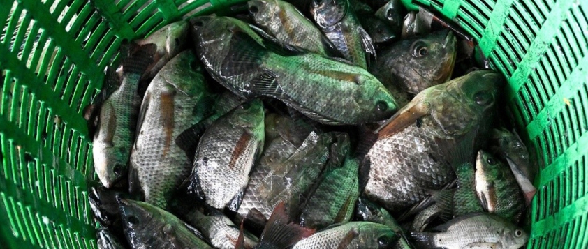 INFOFISH The Asia - Pacific Fishery Service Centre